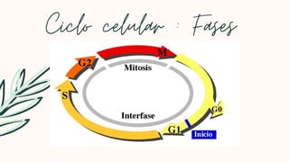 CICLO CELULAR y MITOSIS. proceso basico. cel | PDF