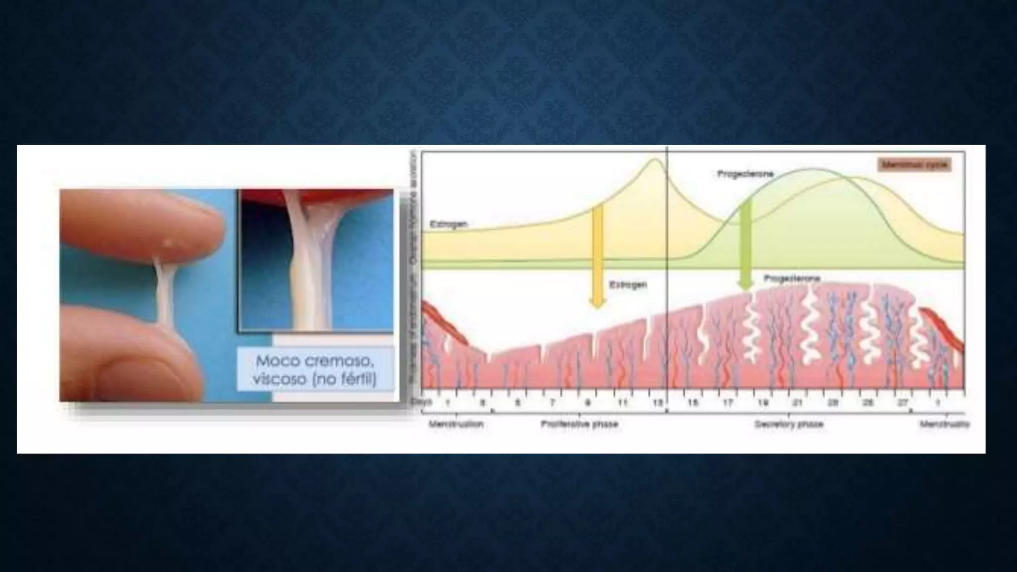ciclo cervical.pptx