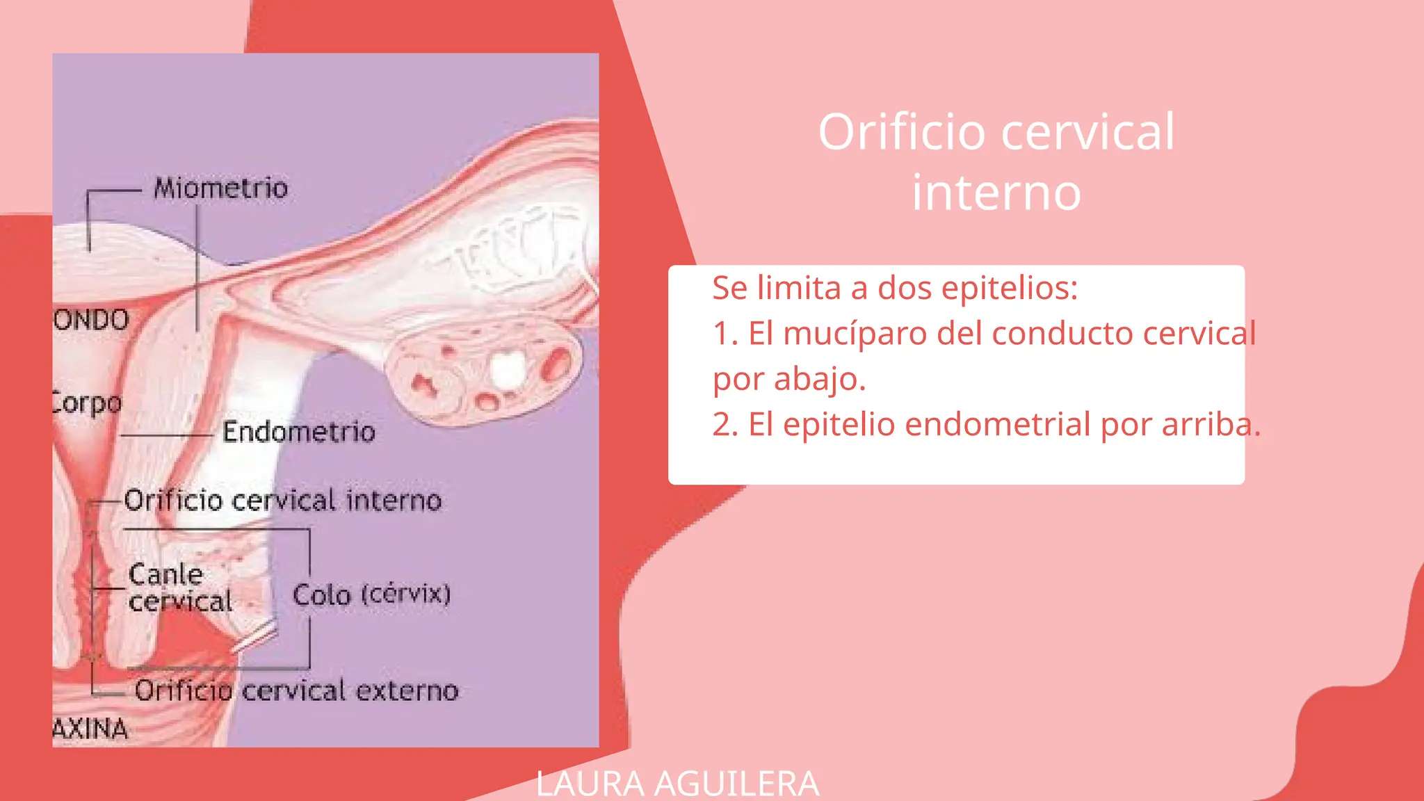 CICLO CERVICAL características y clasificación | PPTX