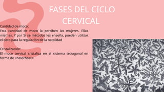 CICLO CERVICAL características y clasificación | PPTX