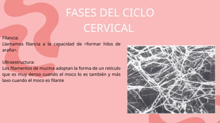 CICLO CERVICAL características y clasificación | PPTX