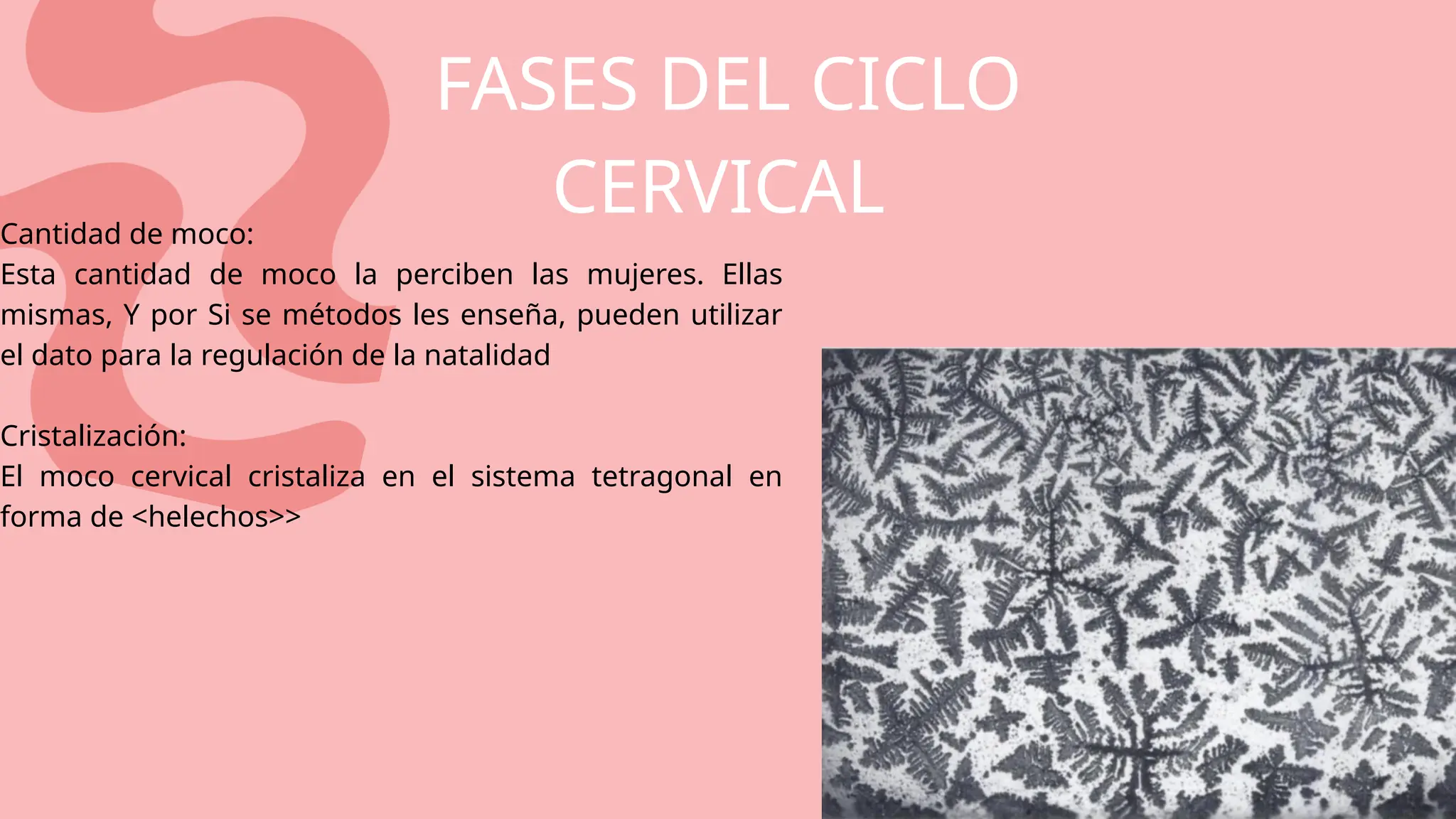 CICLO CERVICAL características y clasificación | PPTX