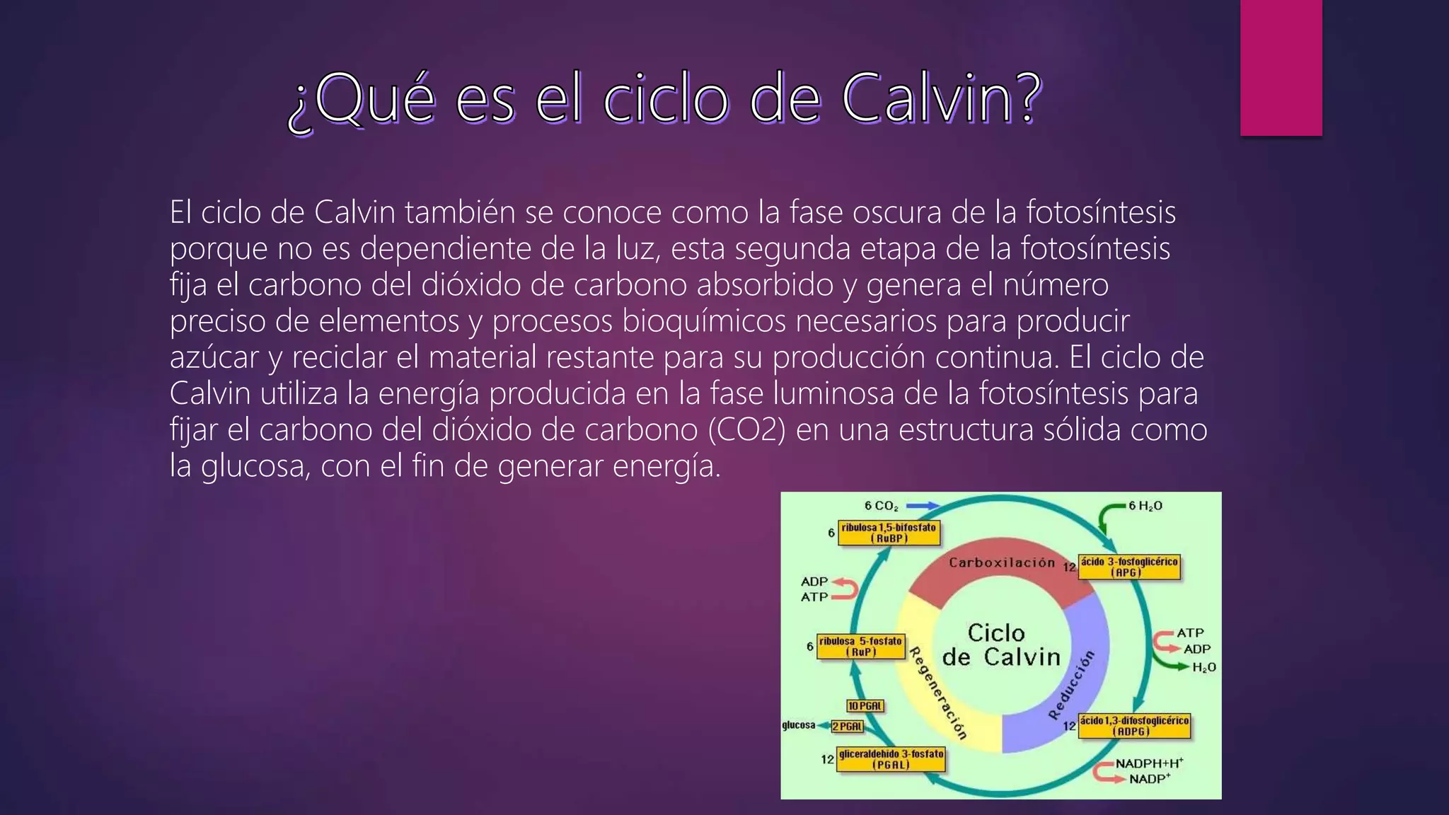 Ciclo de Calvin.pptx | Chemistry | Science
