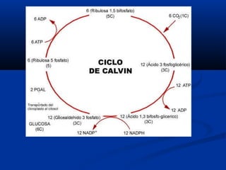 Diagrama Del Ciclo De Calvin