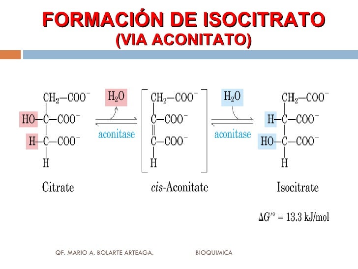 Mecanismo De Isocitrato Para Alfa Cetoglutarato