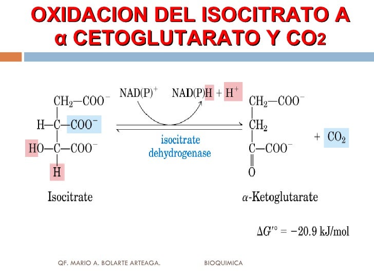 Ciclo de Krebs