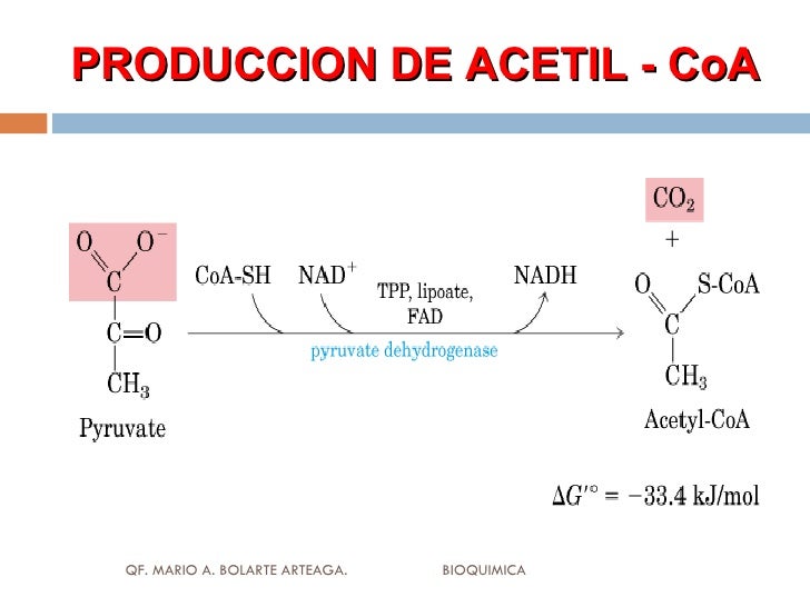 Oxidación del piruvato. Formación de acetil CoA. Ilustración de ...