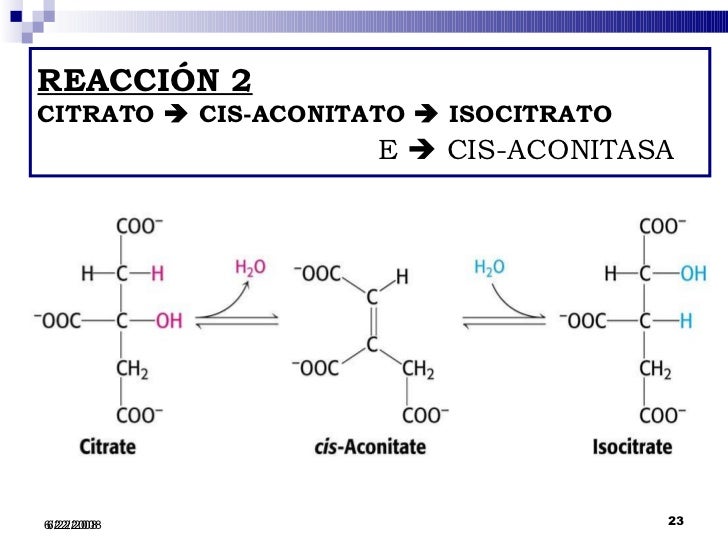 Ciclo de Krebs - Mind Map