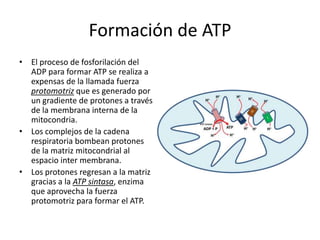 Ciclo de krebs | PPTX