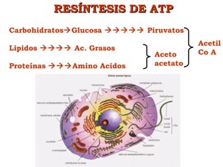 Ciclo de krebs | PPT