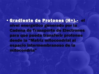 Ciclo de krebs.ppt2