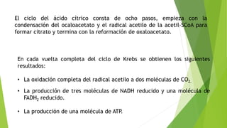 Ciclo de krebs | PPTX