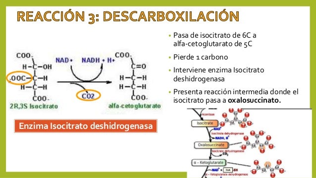 Mecanismo De Isocitrato Para Alfa Cetoglutarato
