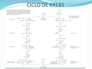 ciclo_de_Krebs.pklldlrjrioaoolsee biologia | PPTX