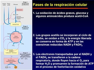 Ciclo de krebs (cap. viii) | PPT
