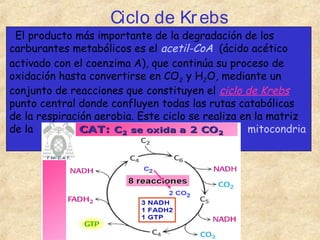Ciclo de krebs (cap. viii) | PPT