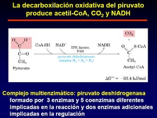 Ciclo de krebs (cap. viii) | PPT