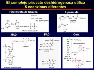 Ciclo de krebs (cap. viii) | PPT