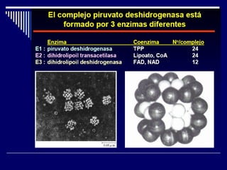 Ciclo de krebs (cap. viii) | PPT