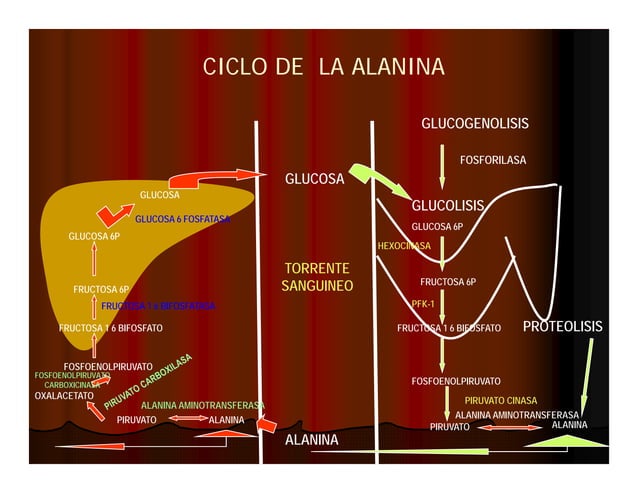 Ciclo de la alanina | PDF