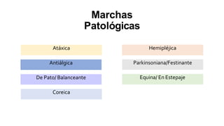 CICLO DE LA MARCHA.pptx