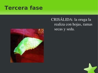 Ciclo de la mariposa | ODP