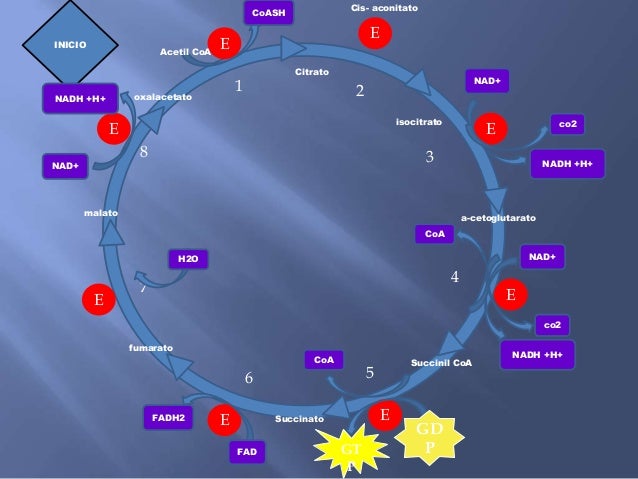 CICLO DE LAS PENTOSAS - Mind Map
