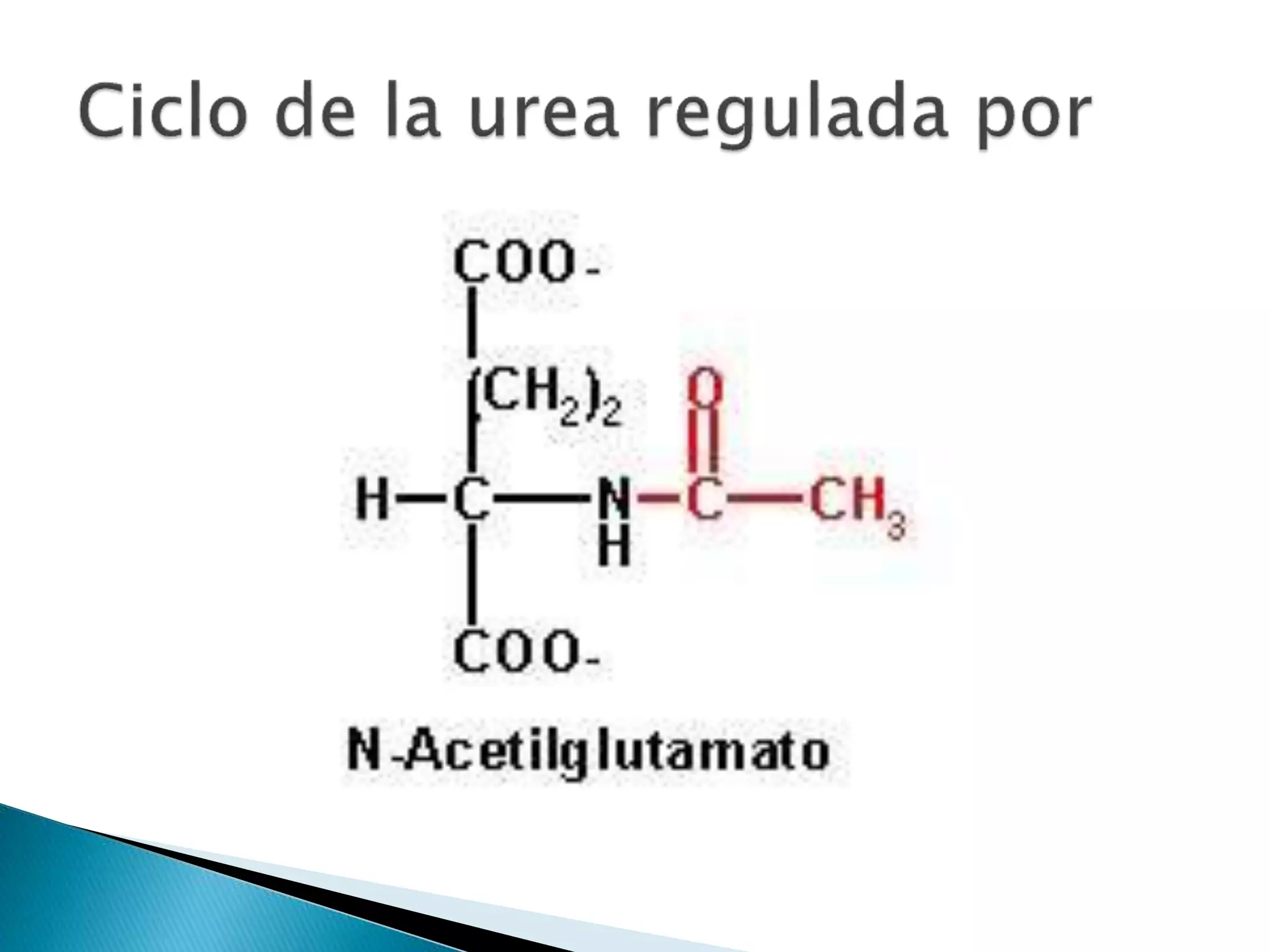 Ciclo de la urea | PPT