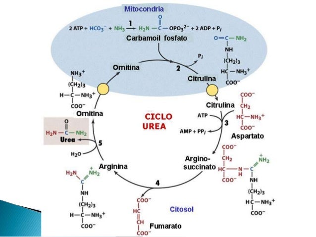 Ciclo de la urea