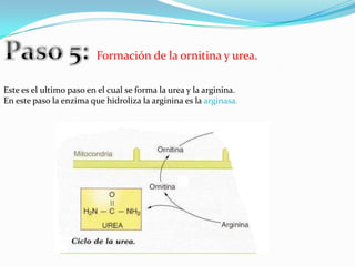 Ciclo de la urea | PPTX