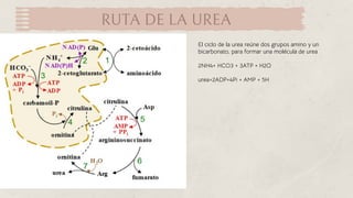 Ciclo de la urea .pdf