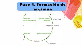 Ciclo de la urea.pdf