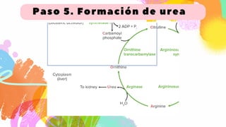 Ciclo de la urea.pdf