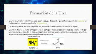 Ciclo de la urea, Amonio a Urea en el higado.pptx