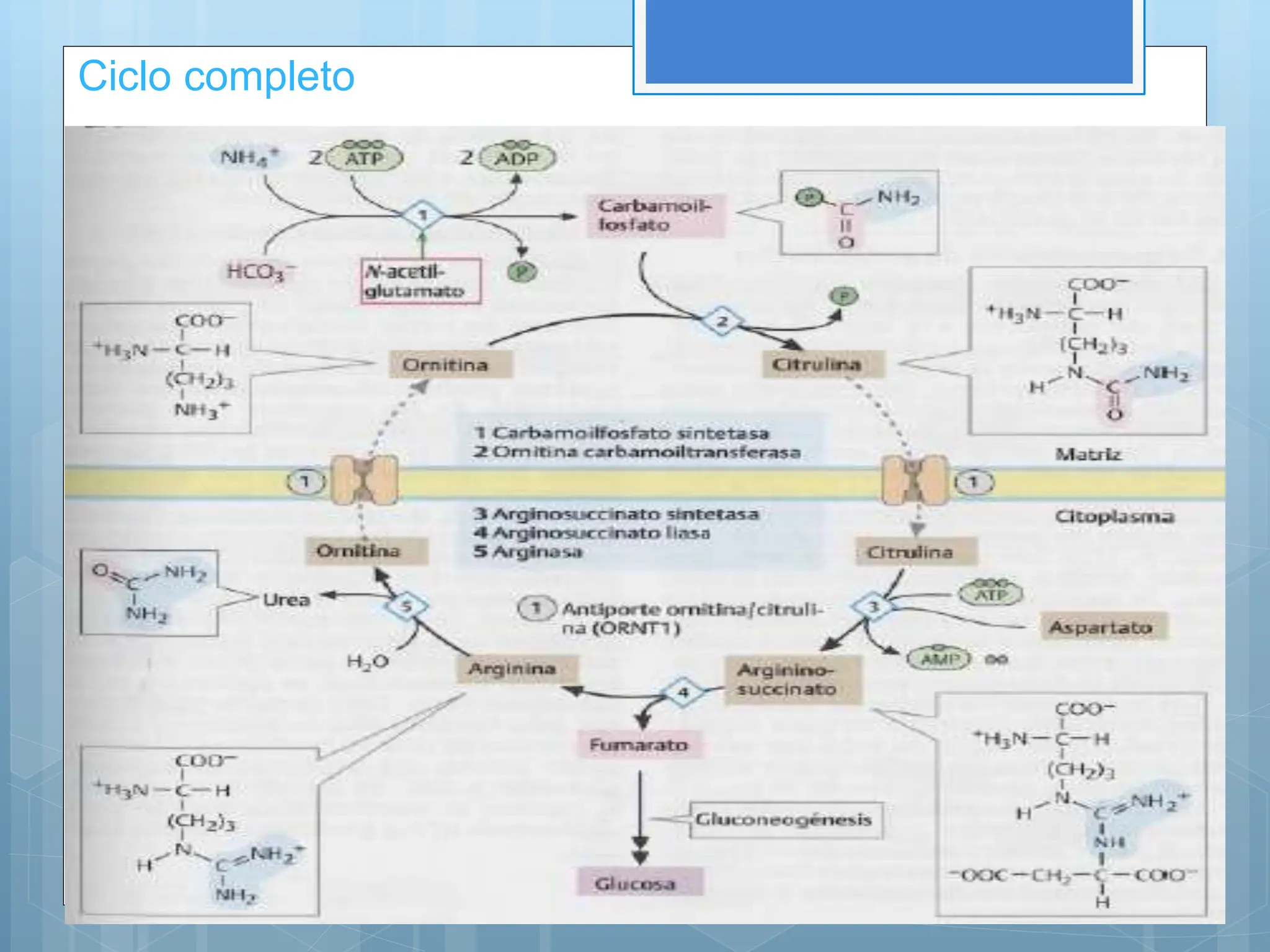Ciclo de la Urea - Bioquímica metabólica | PPTX