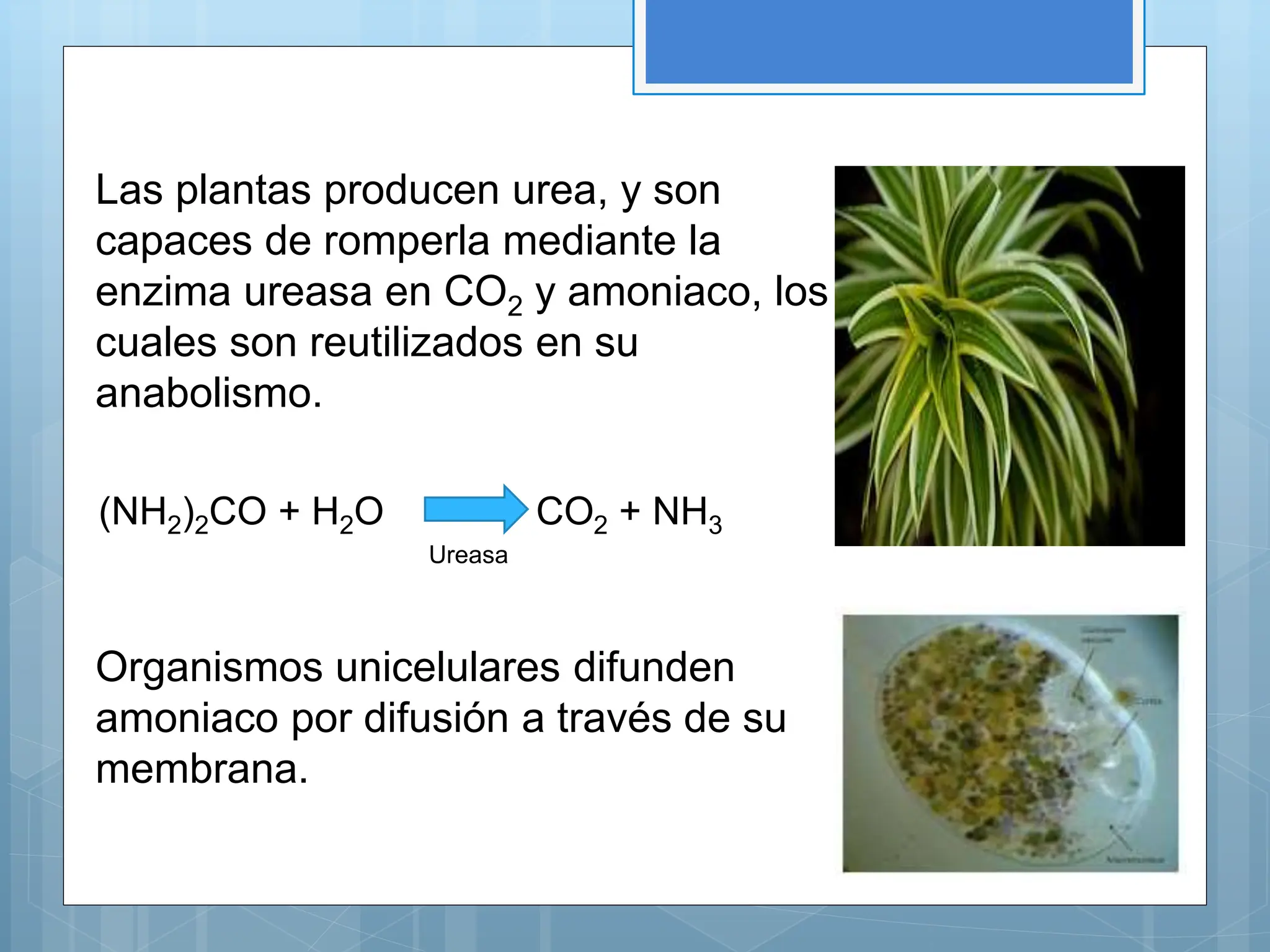 Ciclo de la Urea - Bioquímica metabólica | PPTX