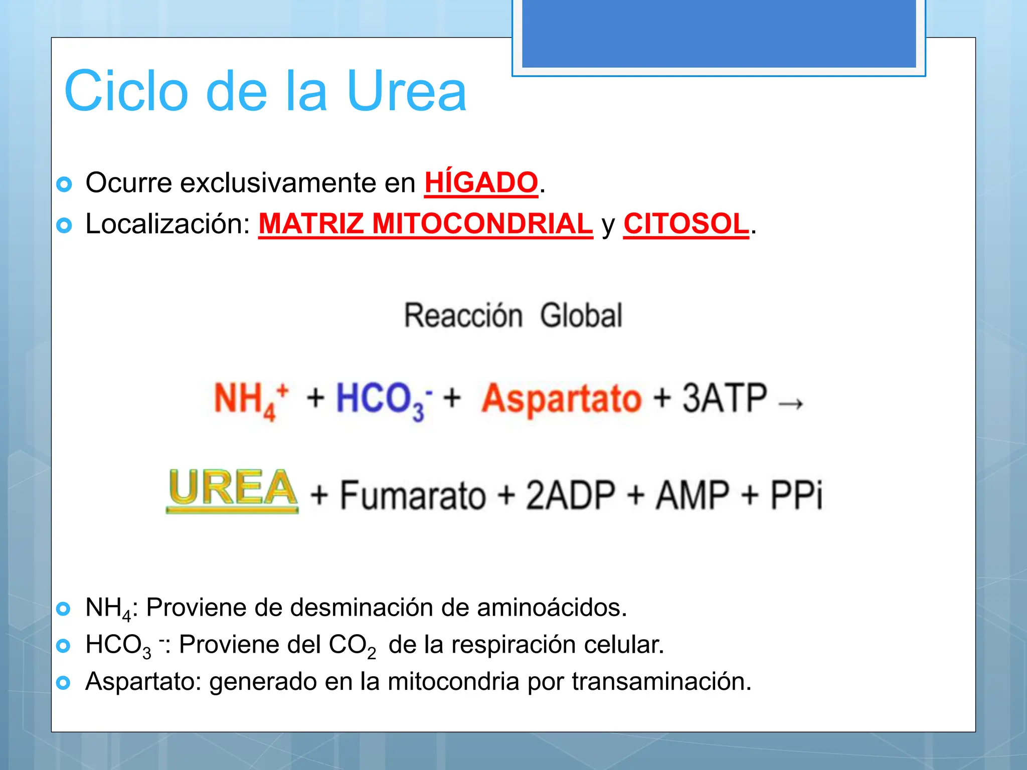 Ciclo de la Urea - Bioquímica metabólica | PPTX