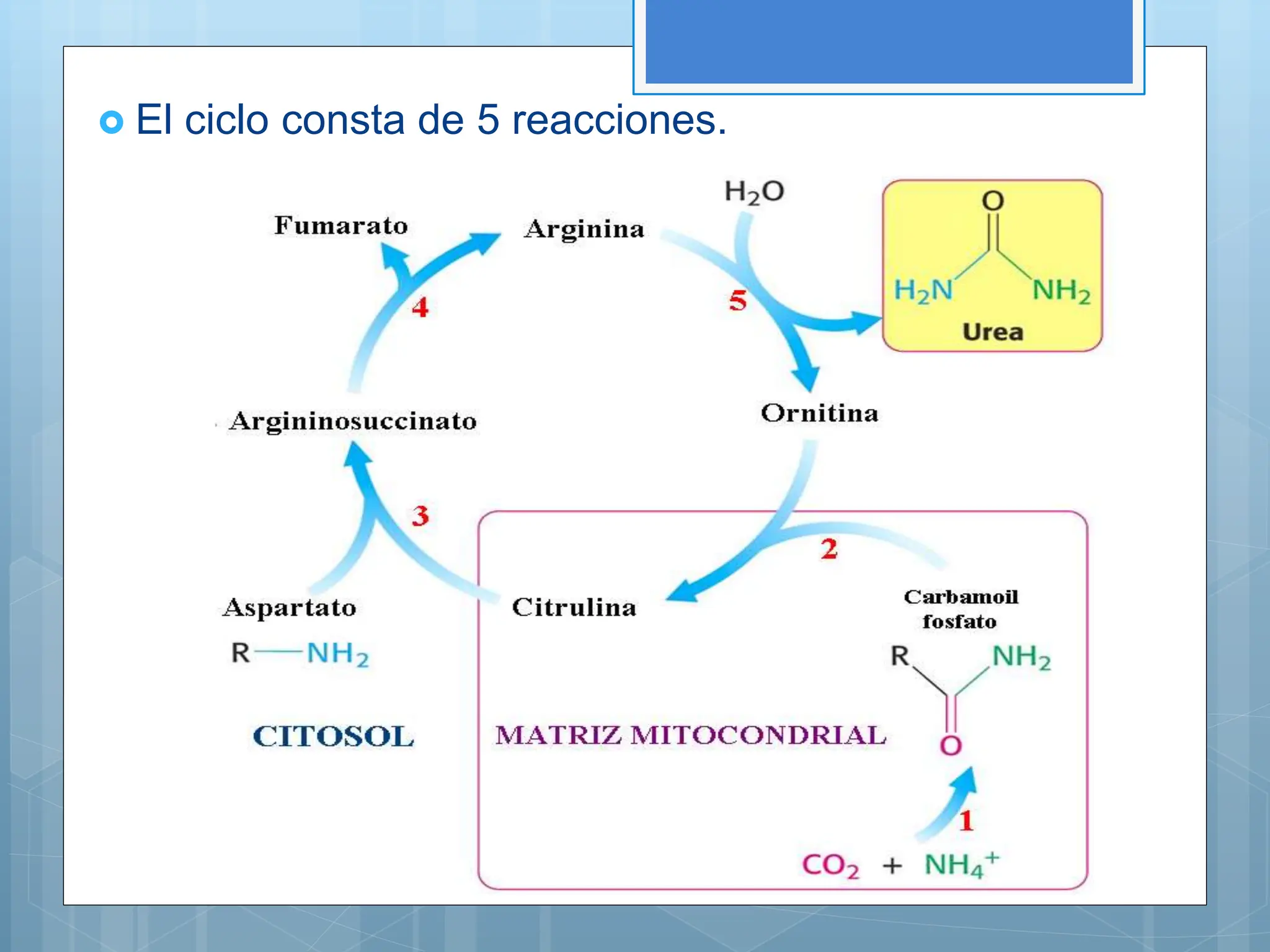 Ciclo de la Urea - Bioquímica metabólica | PPTX