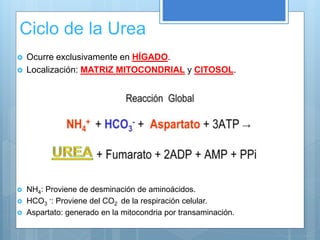 Ciclo de la Urea - Bioquímica metabólica | PPTX