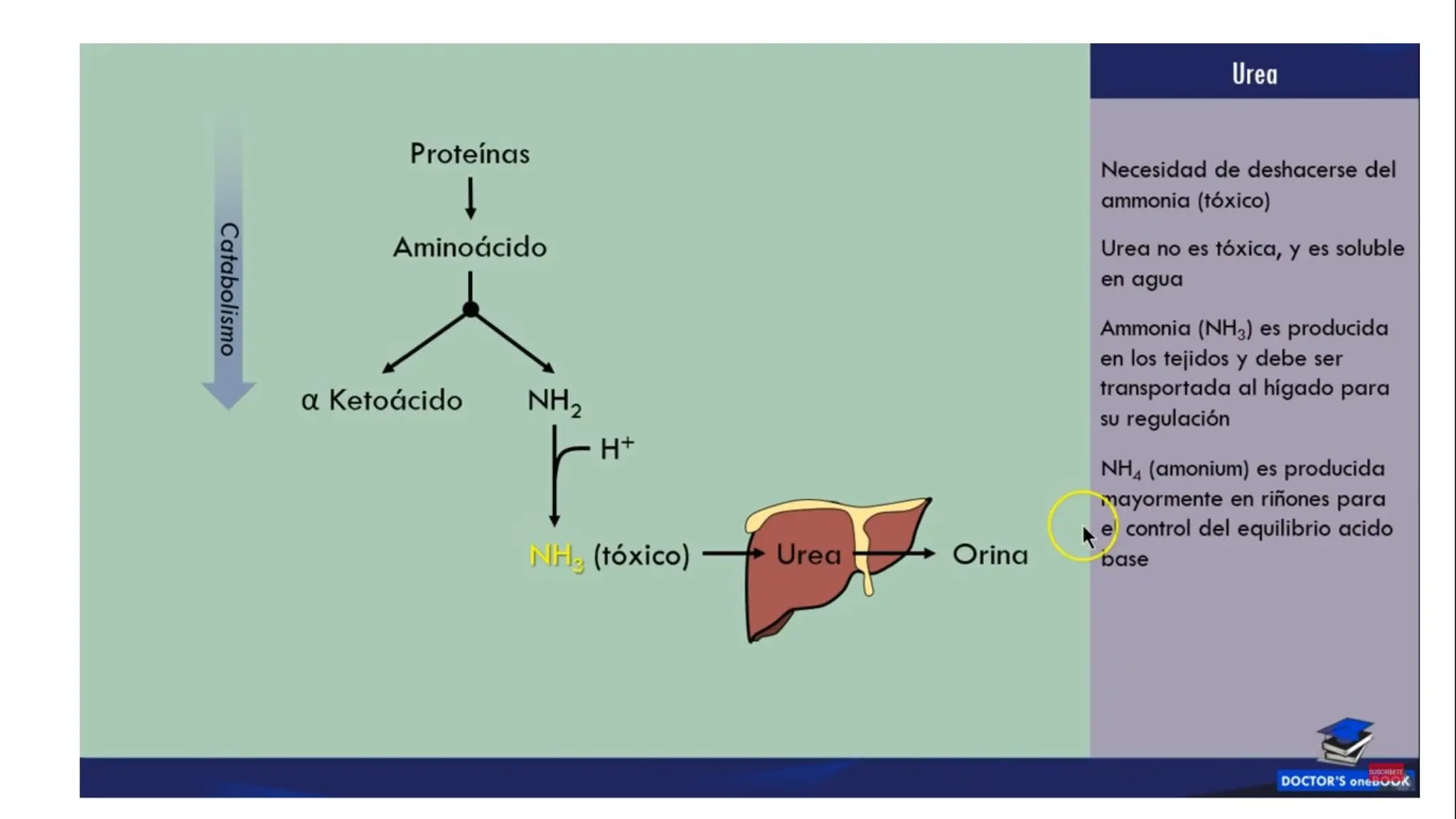 CICLO DE LA UREA, METABOLISMO NITROGENOpptx | PPT