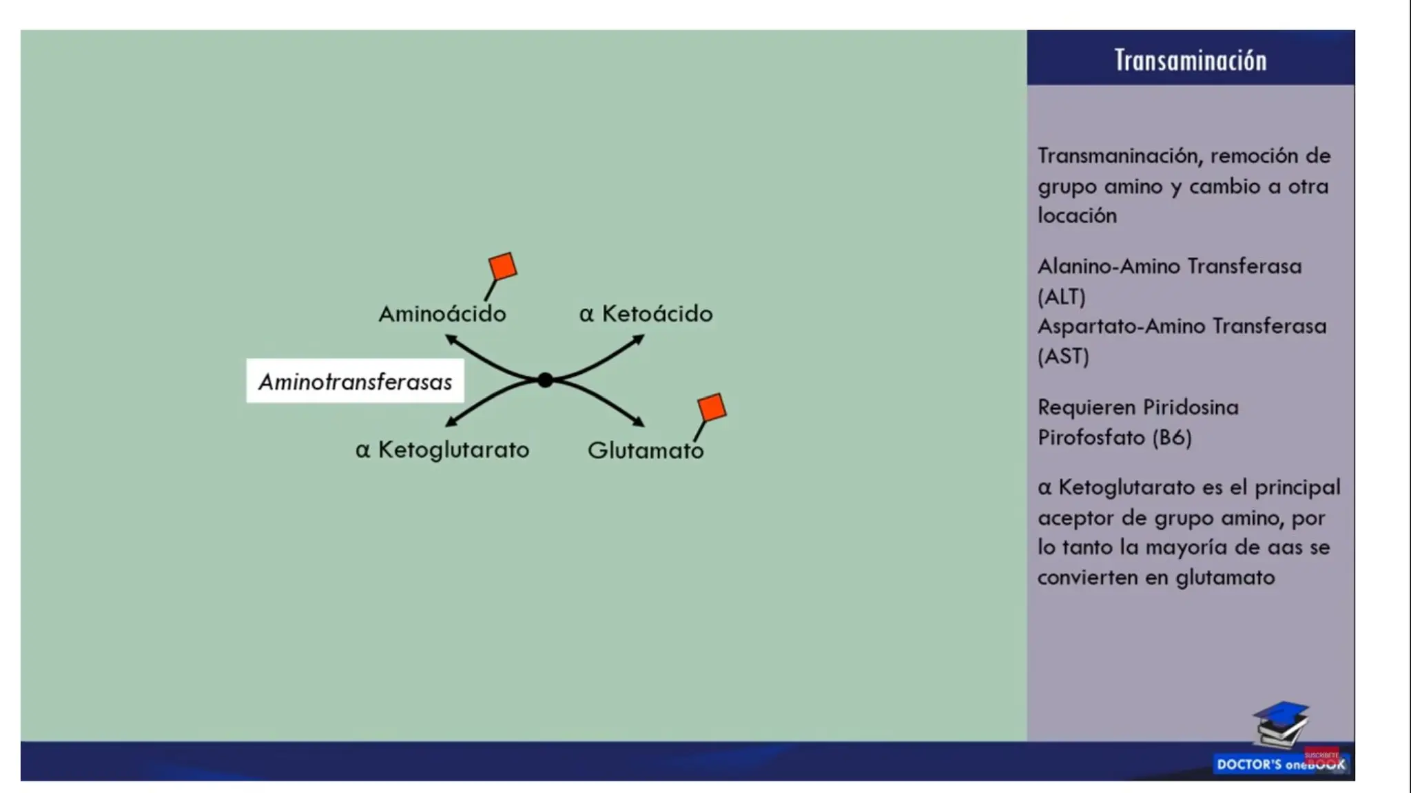 CICLO DE LA UREA, METABOLISMO NITROGENOpptx | PPT