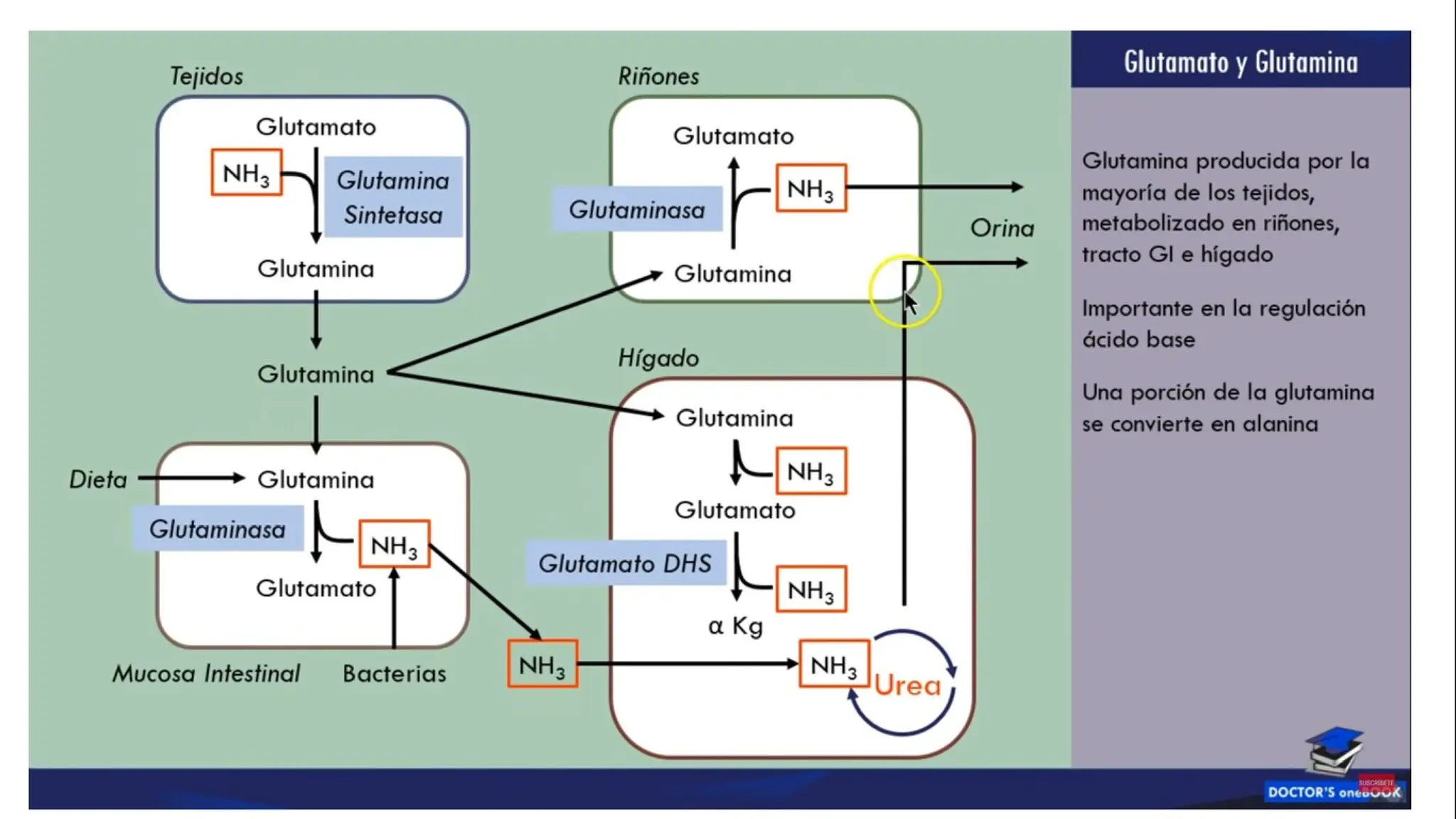 CICLO DE LA UREA, METABOLISMO NITROGENOpptx | PPT