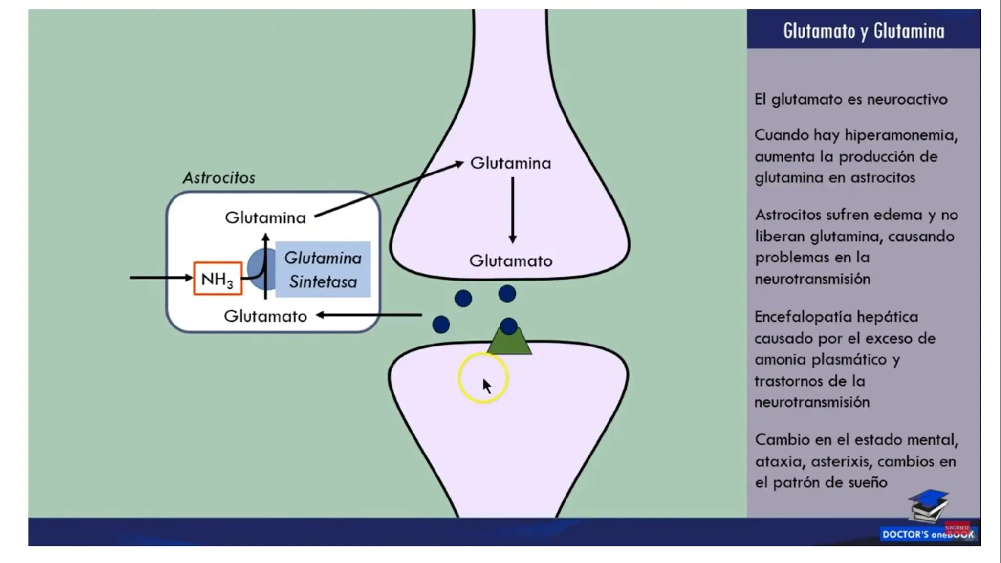 CICLO DE LA UREA, METABOLISMO NITROGENOpptx | PPT