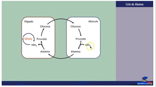 CICLO DE LA UREA, METABOLISMO NITROGENOpptx | PPT