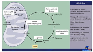 CICLO DE LA UREA, METABOLISMO NITROGENOpptx | PPT