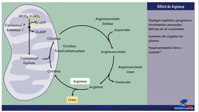 CICLO DE LA UREA, METABOLISMO NITROGENOpptx | PPT | Free Download
