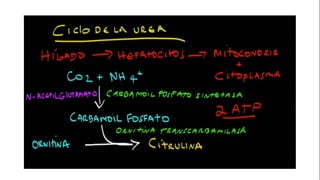 CICLO DE LA UREA, METABOLISMO NITROGENOpptx | PPT