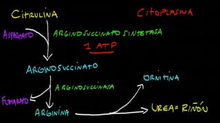 CICLO DE LA UREA, METABOLISMO NITROGENOpptx | PPT