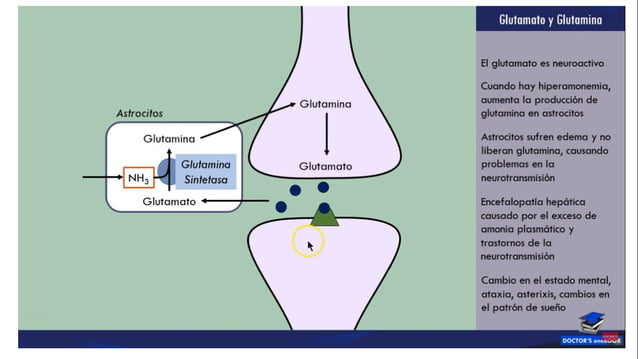 CICLO DE LA UREA, METABOLISMO NITROGENOpptx | PPT | Free Download
