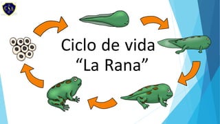 Ciclo de la Vida de la rana- presentación | PDF